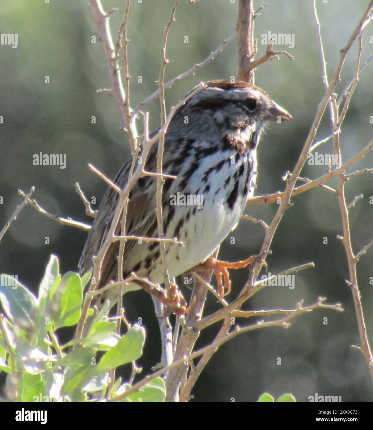 Song Sparrow (Melospiza melodia) Aves Stock Photo - Alamy