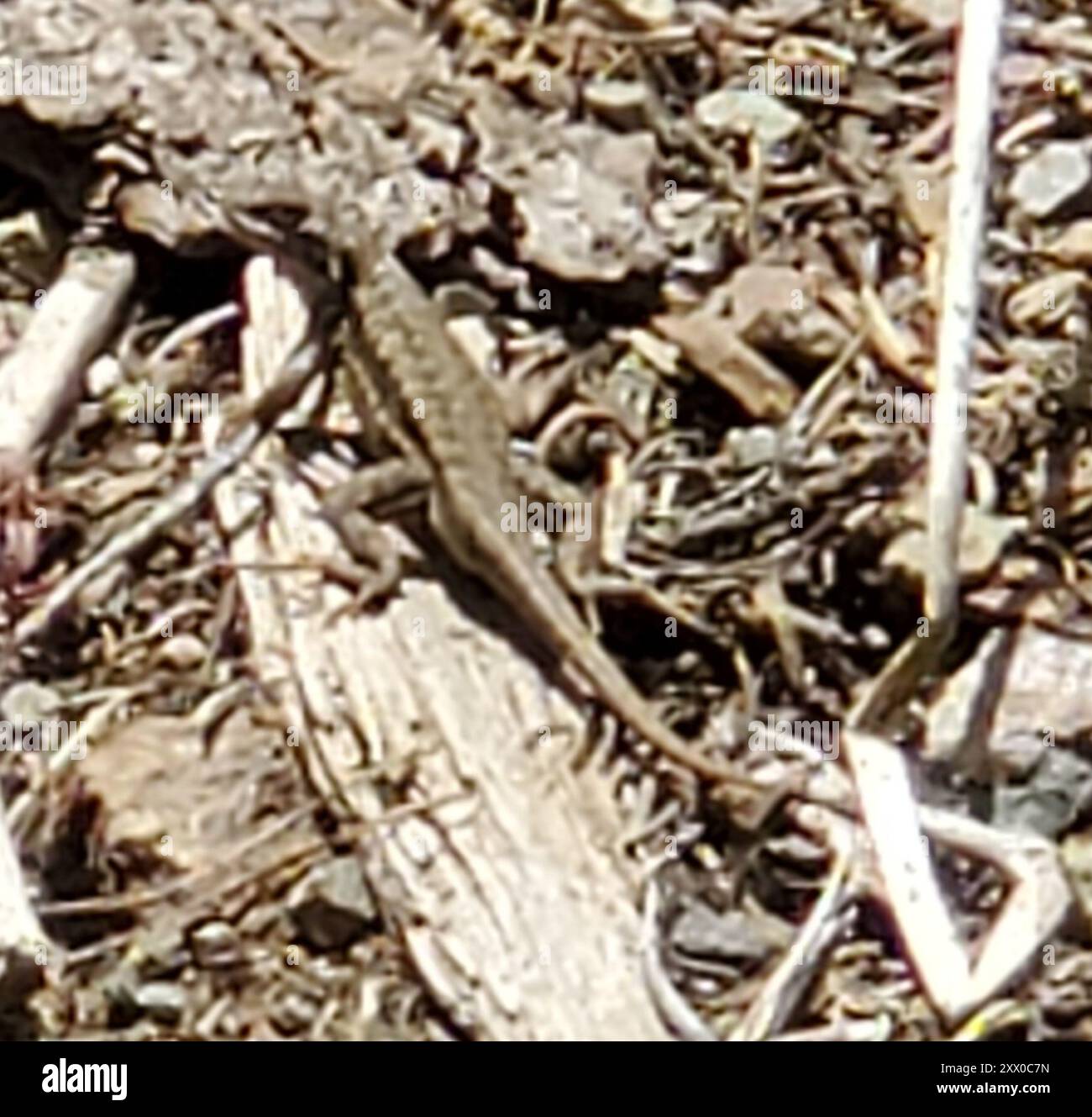 Common Sagebrush Lizard (Sceloporus graciosus) Reptilia Stock Photo - Alamy