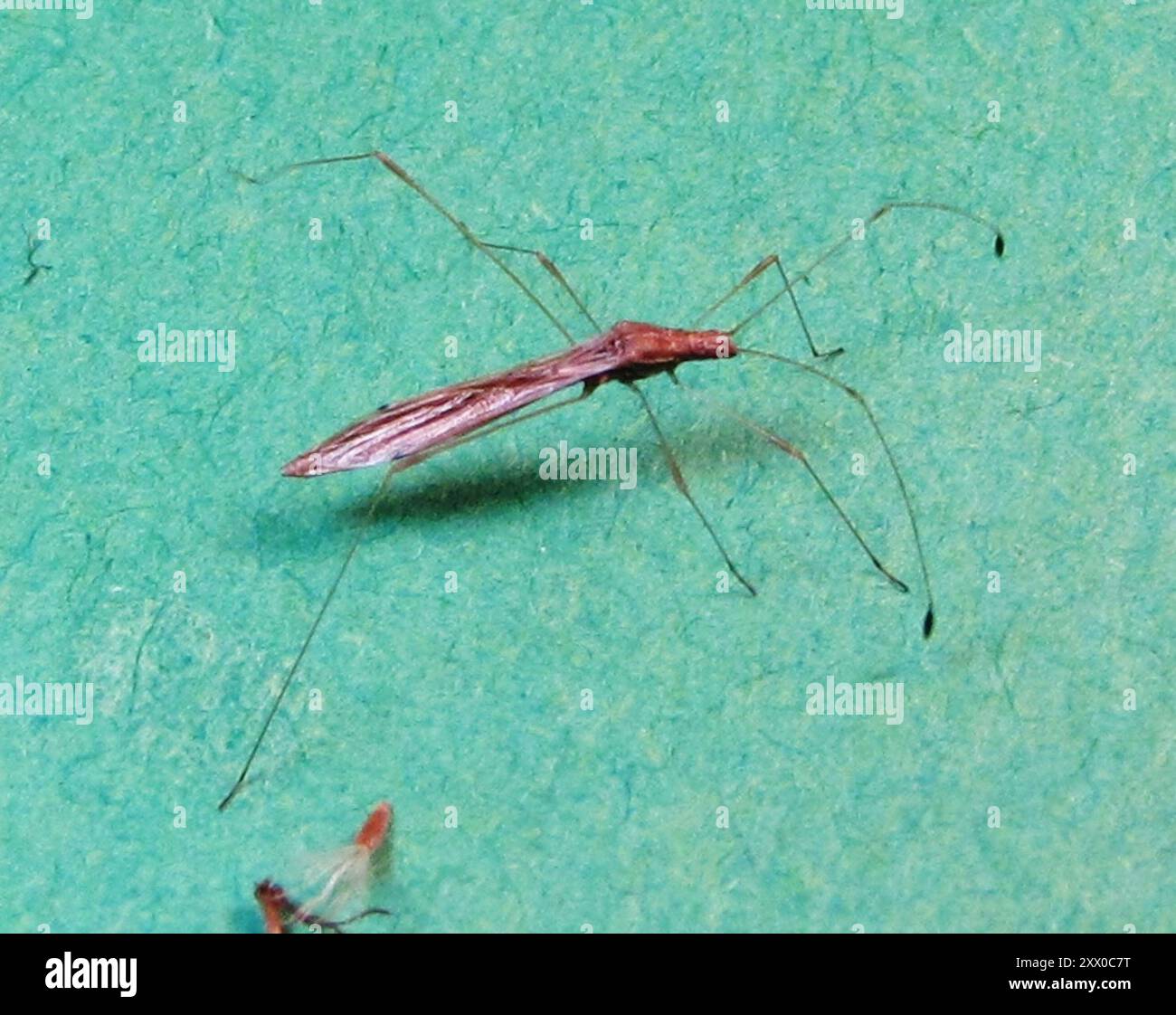 Spined Stilt Bug (Jalysus wickhami) Insecta Stock Photo - Alamy