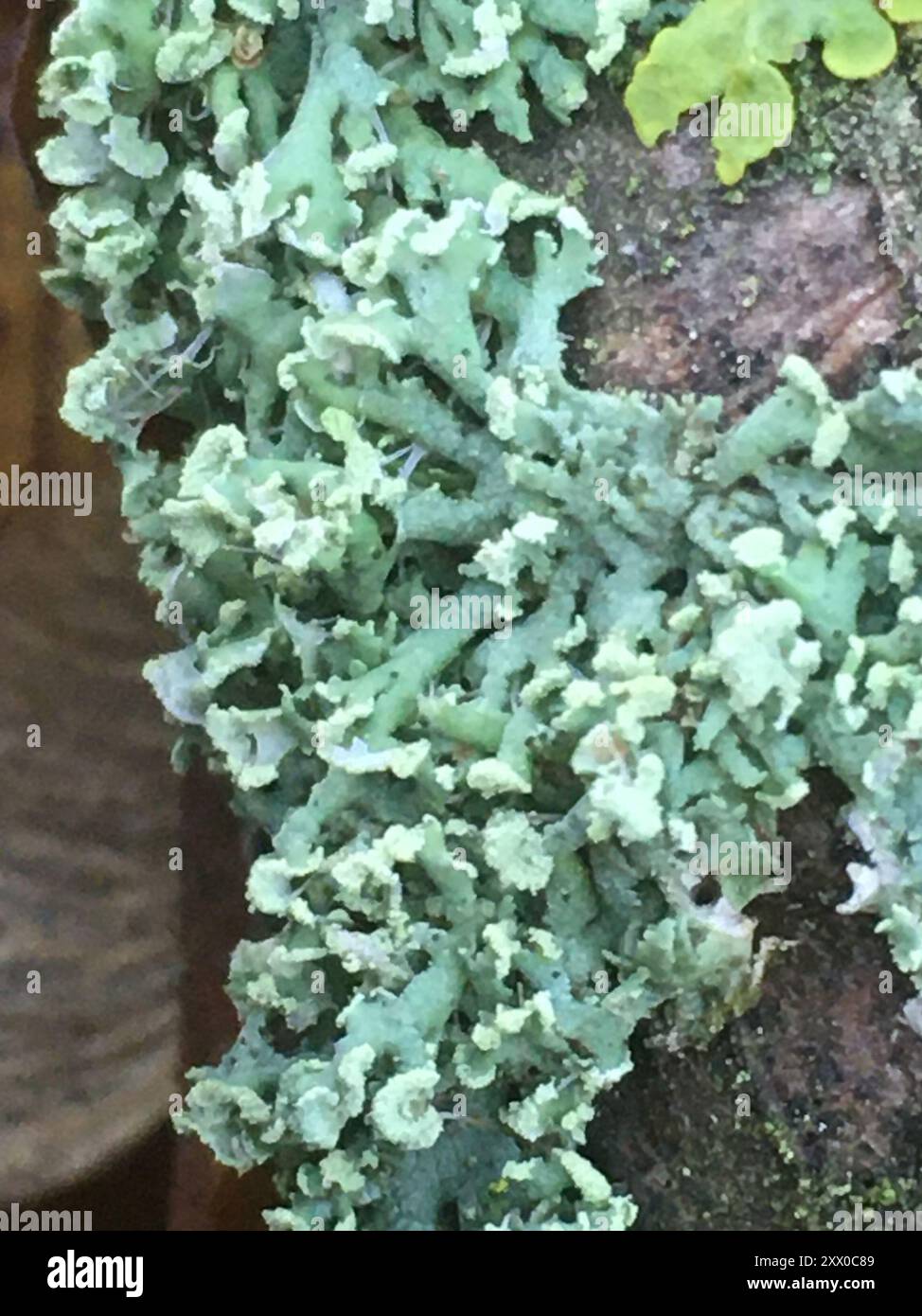 Fringed Rosette Lichen (Physcia tenella) Fungi Stock Photo - Alamy