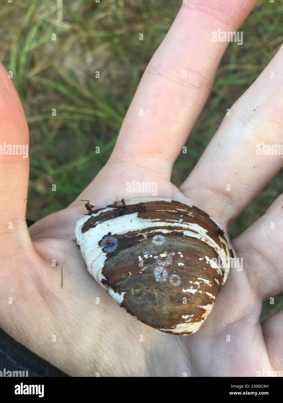 Atlantic Rangia (Rangia cuneata) Mollusca Stock Photo - Alamy