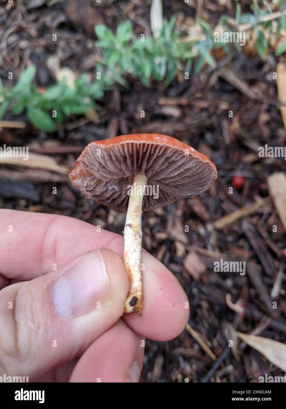 Chip Cherries (Leratiomyces ceres) Fungi Stock Photo - Alamy