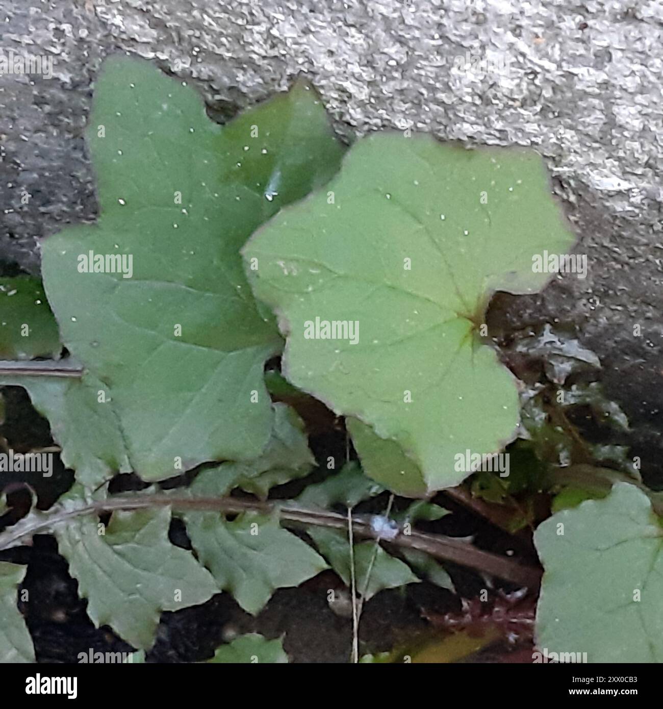 Wall Lettuce (Mycelis muralis) Plantae Stock Photo - Alamy
