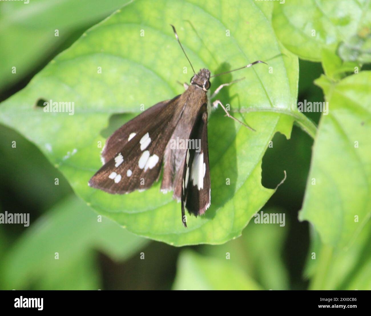 Grass Demon (Udaspes folus) Insecta Stock Photo - Alamy