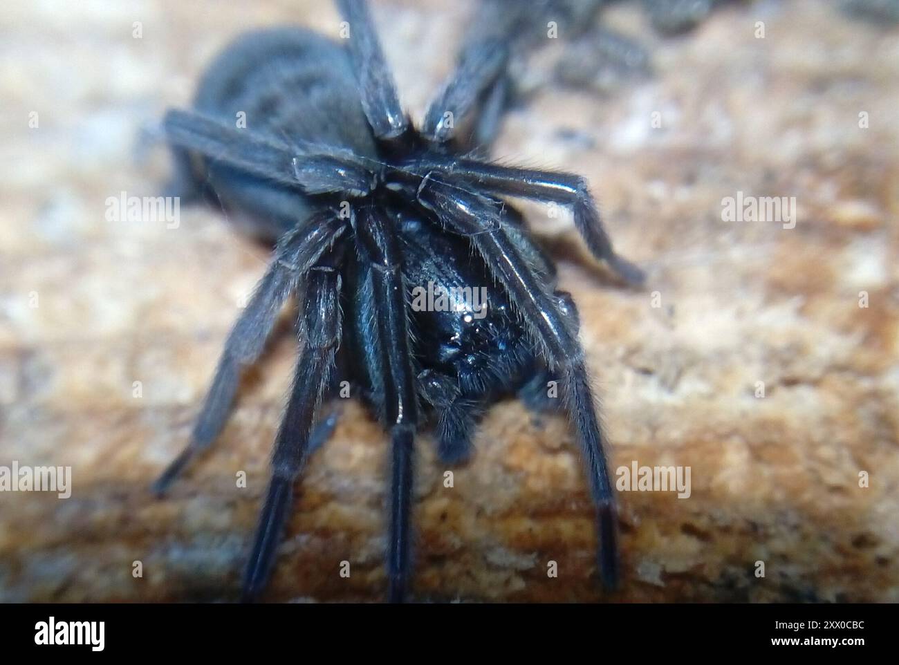 Amaurobius ferox Group (Amaurobius ferox) Arachnida Stock Photo - Alamy