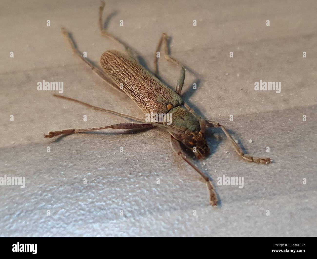 Lemon tree borer (Oemona hirta) Insecta Stock Photo - Alamy