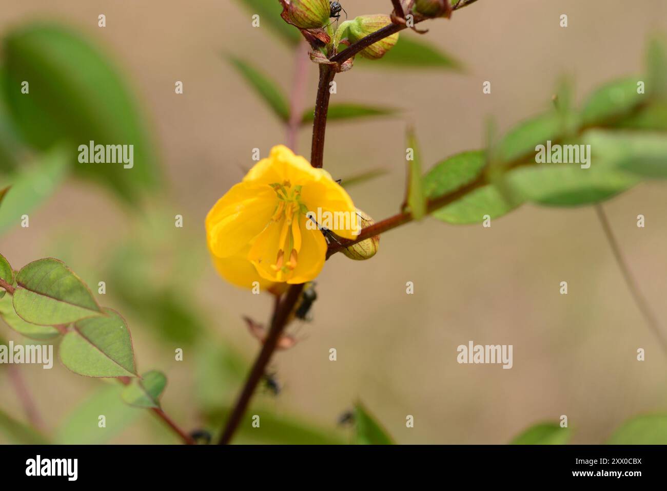 Coffee Senna (Senna occidentalis) Plantae Stock Photo - Alamy