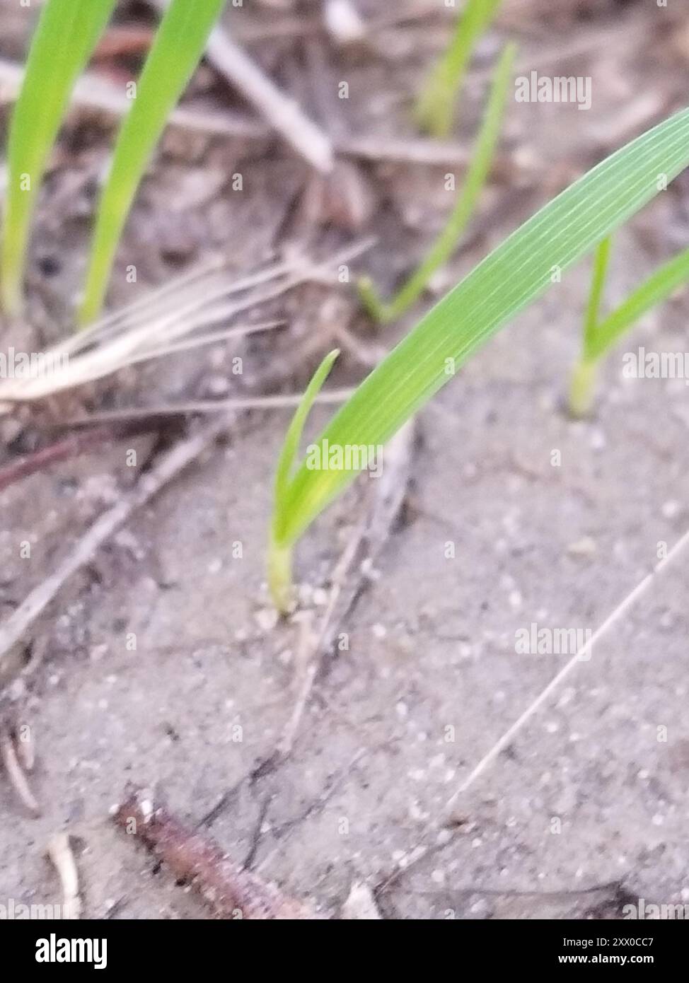 grasses (Poaceae) Plantae Stock Photo - Alamy