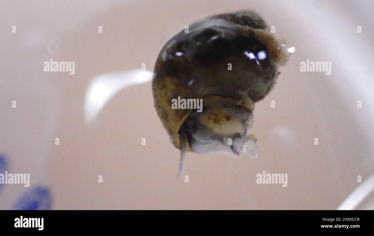 Hydrobiid Mud Snails (Hydrobiidae) Mollusca Stock Photo - Alamy