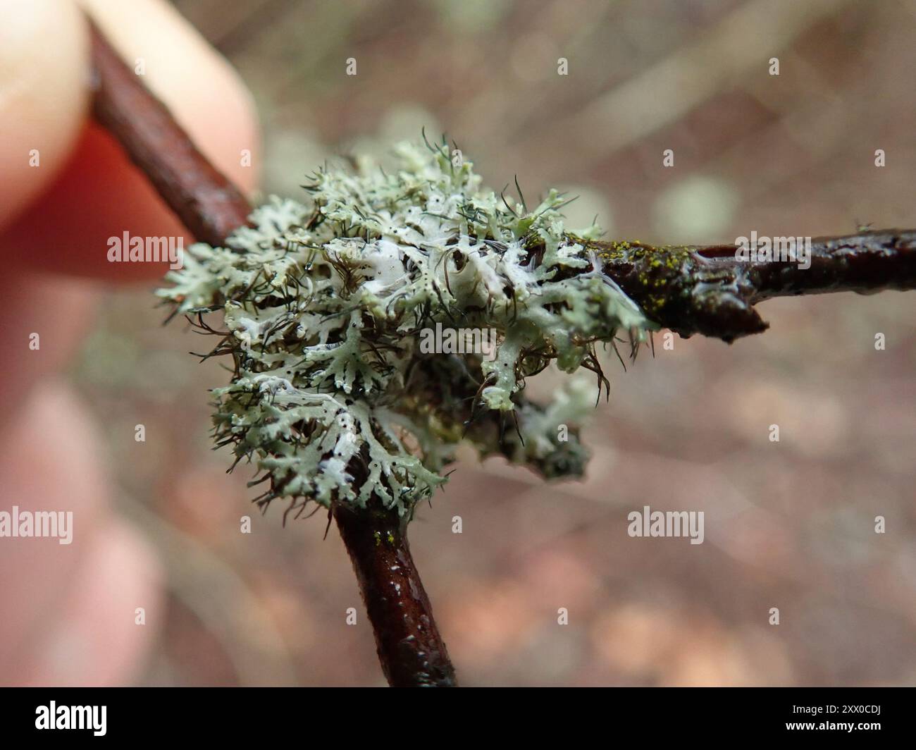 Fringed Rosette Lichen (Physcia tenella) Fungi Stock Photo - Alamy