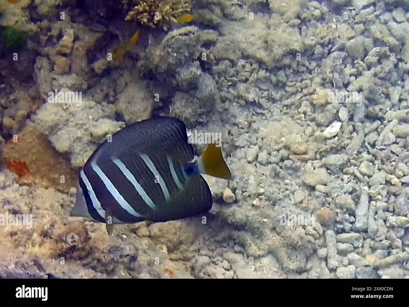 Pacific Sailfin Tang (Zebrasoma velifer) Actinopterygii Stock Photo - Alamy