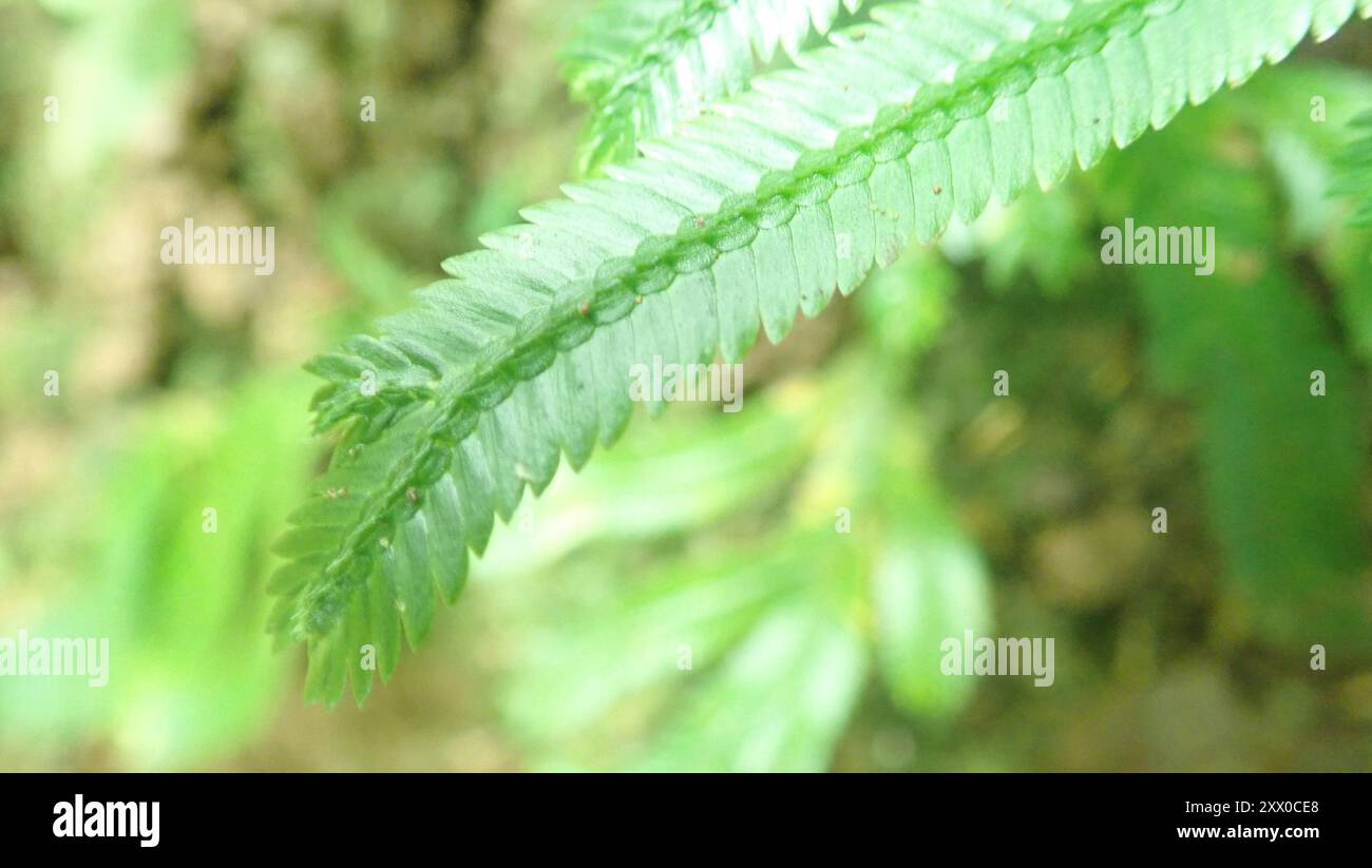 spikemosses (Selaginella) Plantae Stock Photo - Alamy