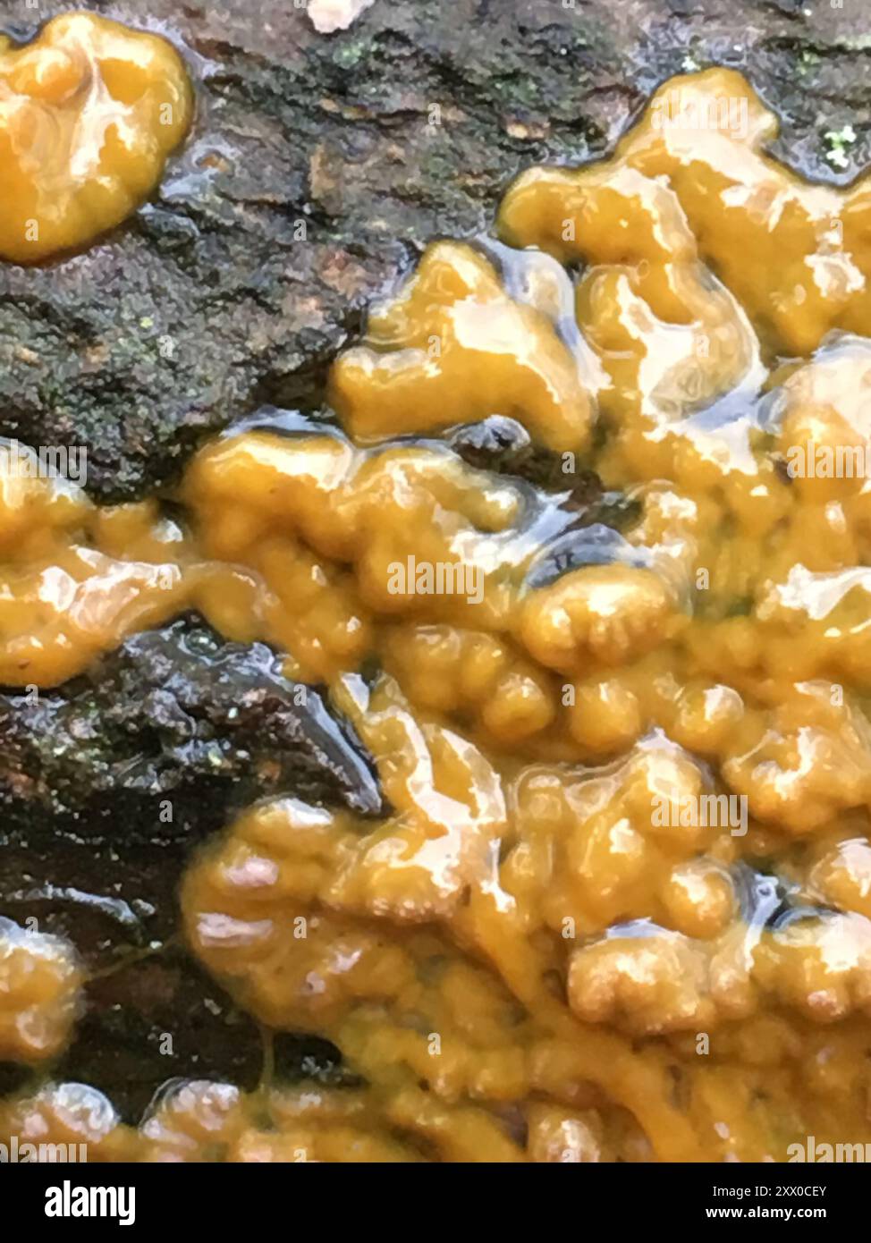 (Badhamia utricularis) Protozoa Stock Photo - Alamy