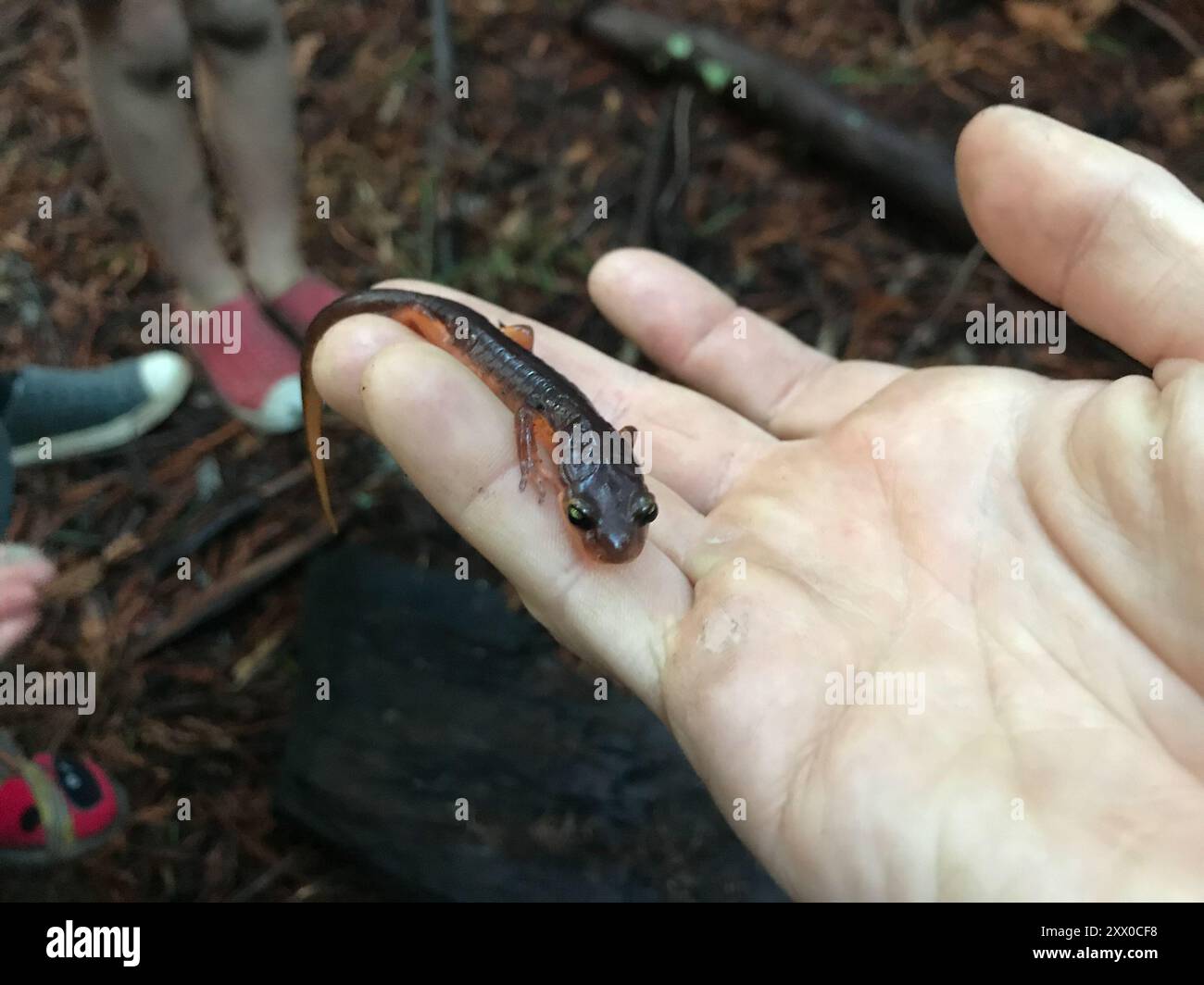 Ensatina (Ensatina eschscholtzii) Amphibia Stock Photo - Alamy