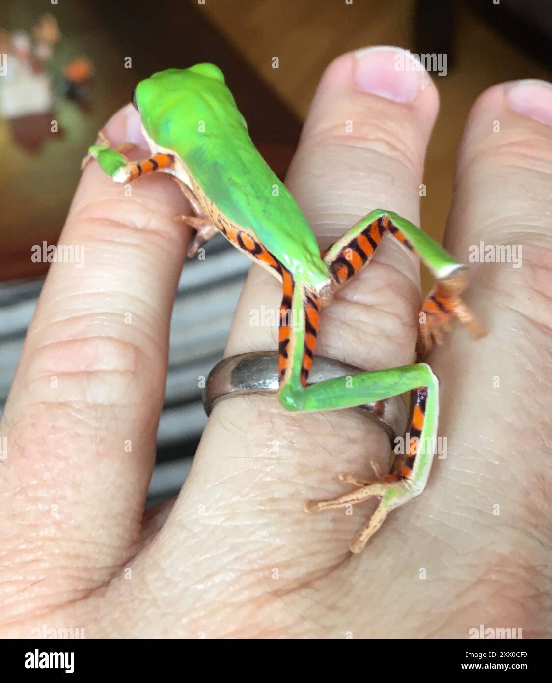 Northern Orange-legged Leaf Frog (Pithecopus hypochondrialis) Amphibia ...