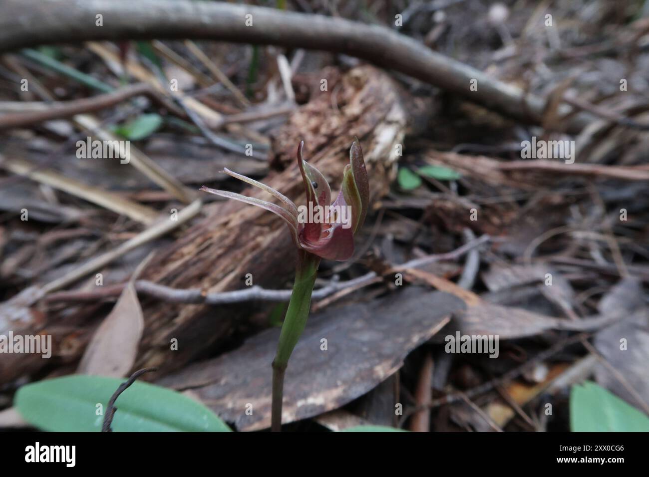 three-horned bird orchid (Chiloglottis triceratops) Plantae Stock Photo ...