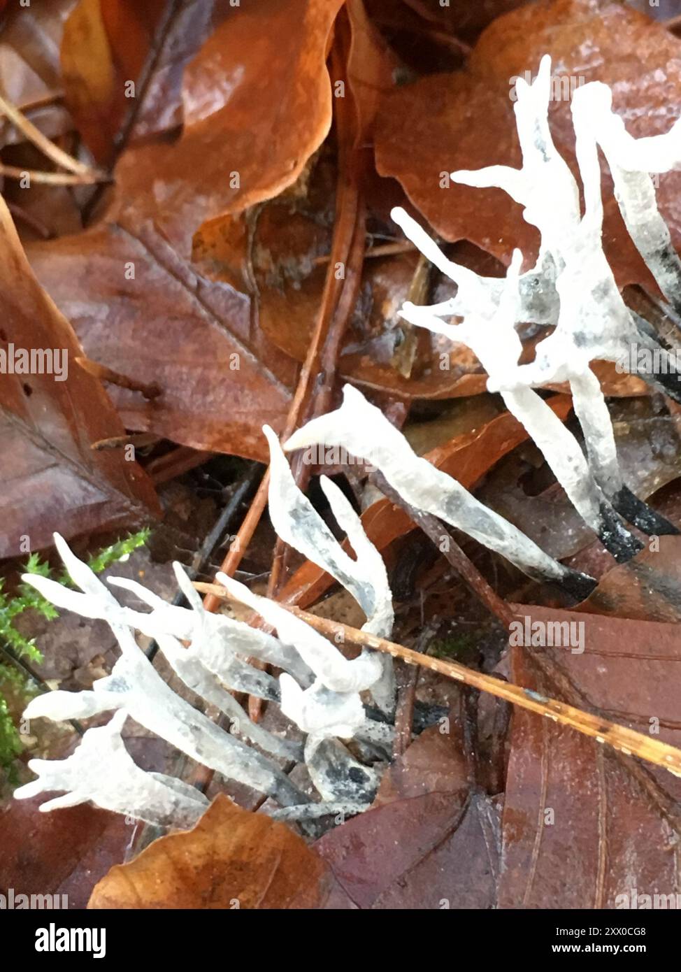 Candlesnuff Fungus (Xylaria hypoxylon) Fungi Stock Photo - Alamy