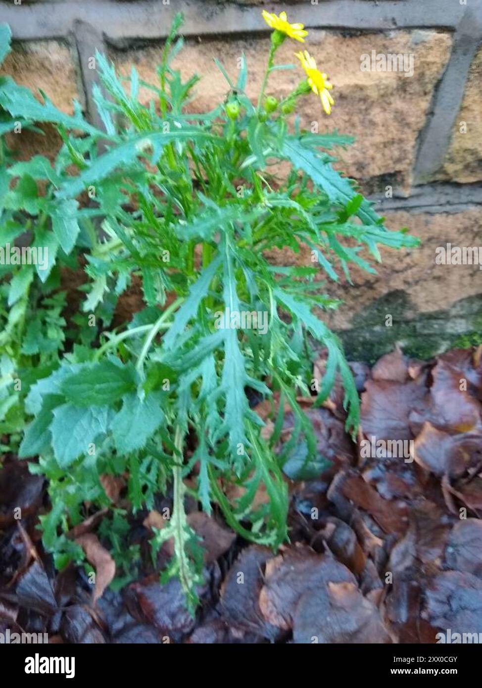 Oxford Ragwort (Senecio squalidus) Plantae Stock Photo - Alamy
