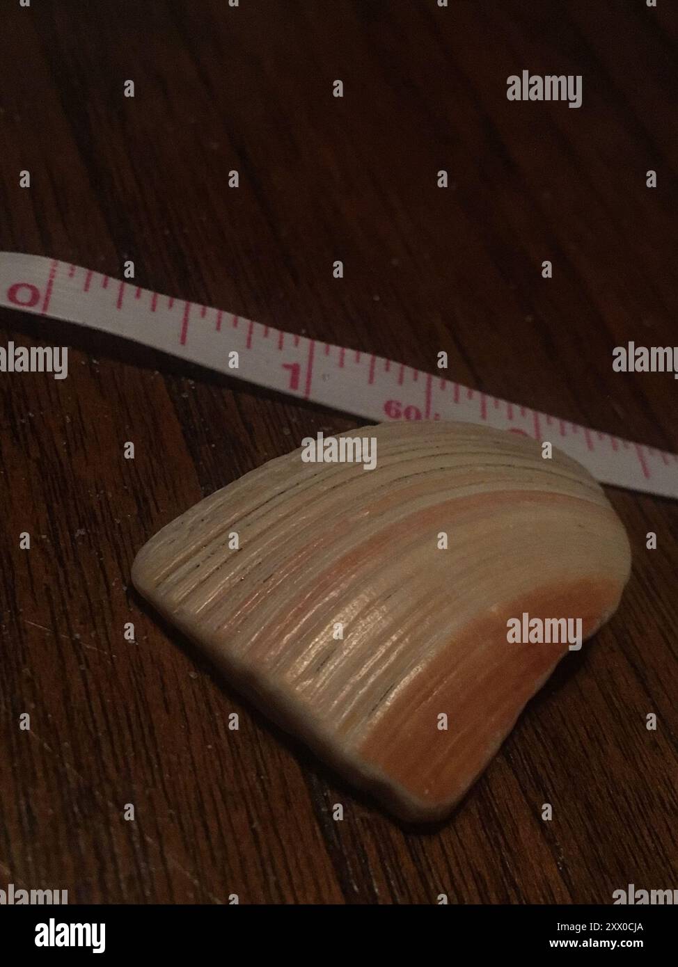 Northern Quahog (Mercenaria mercenaria) Mollusca Stock Photo - Alamy