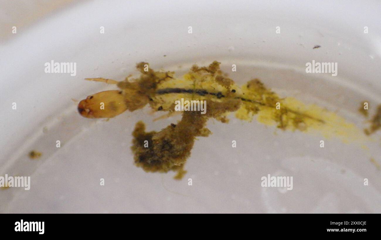 Little Black Caddisflies (Chimarra) Insecta Stock Photo - Alamy