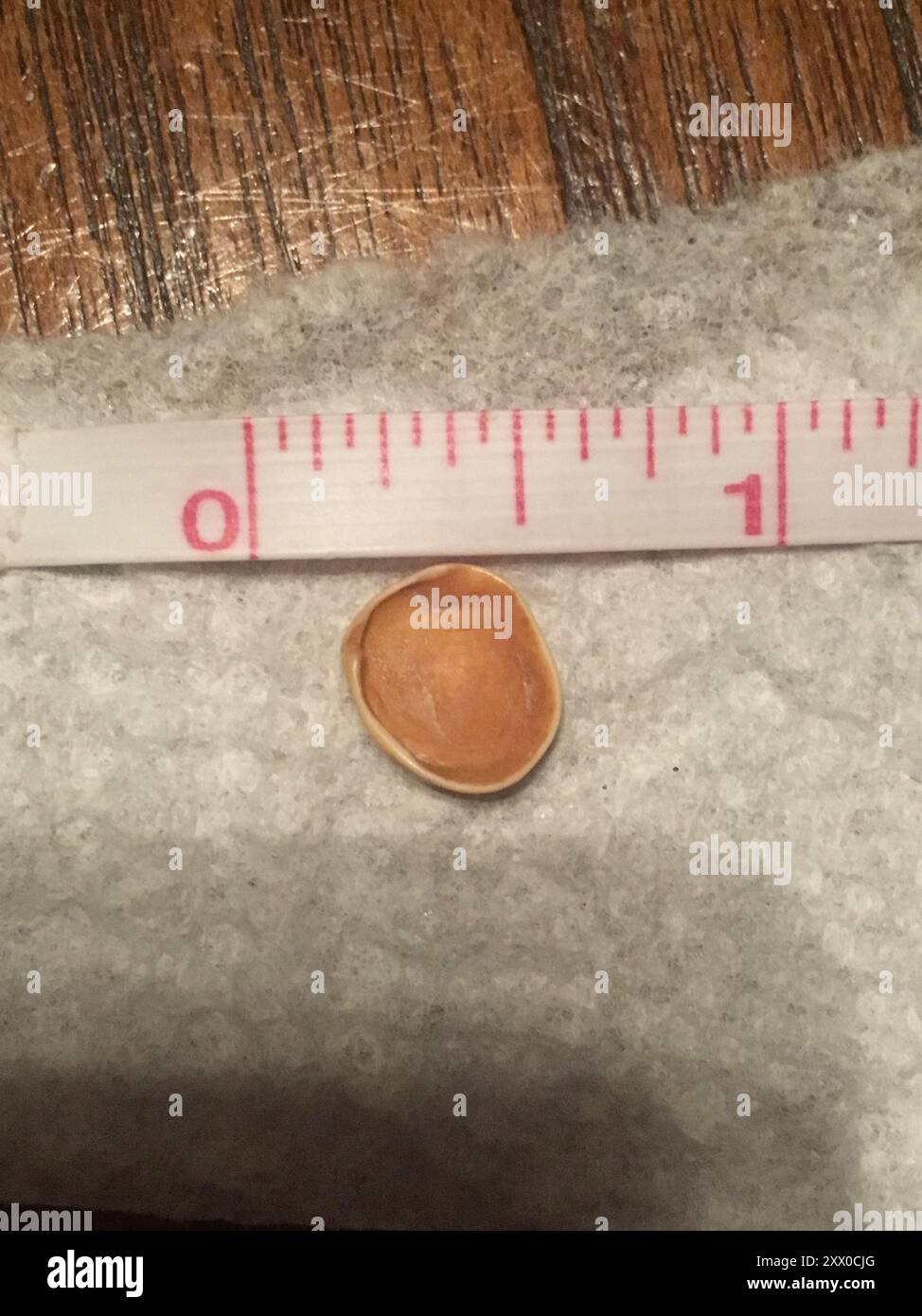 Tellins and Allies (Tellinidae) Mollusca Stock Photo - Alamy