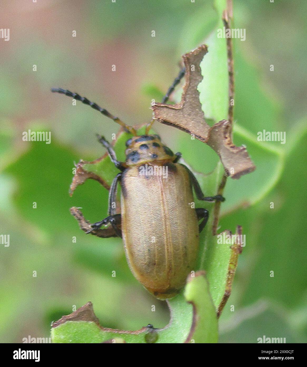 Skeletonizing Leaf and Flea Beetles (Galerucinae) Insecta Stock Photo ...