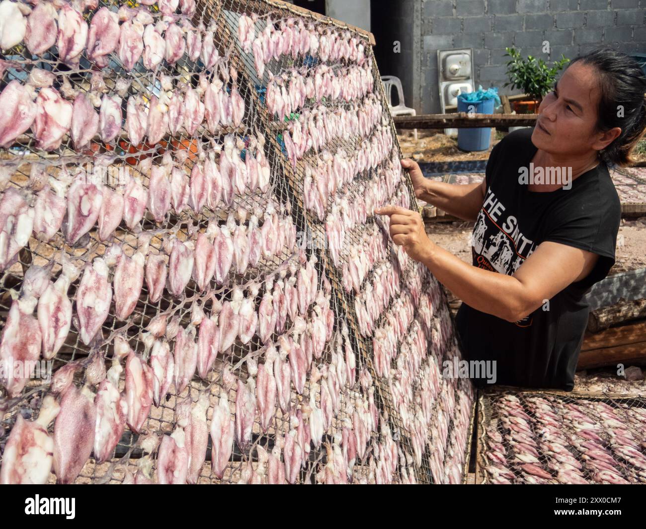 A woman seen inspecting squid laid out on a mesh net, following the ...