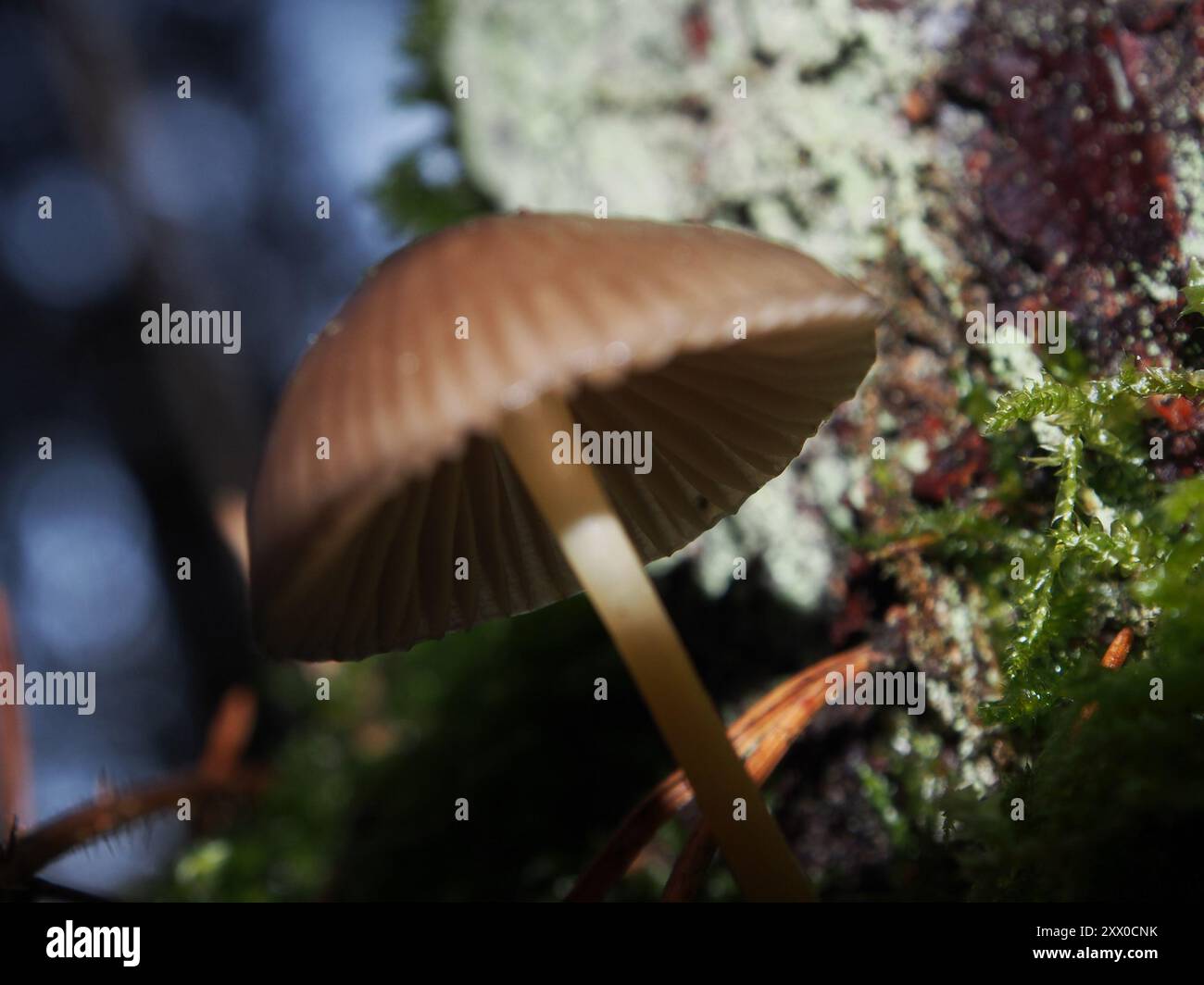 common bonnet (Mycena galericulata) Fungi Stock Photo - Alamy