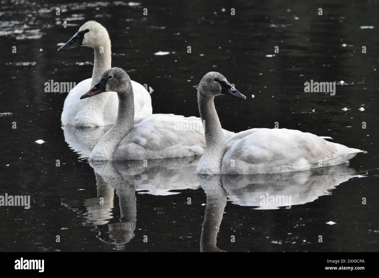 Trumpeter Swan (Cygnus buccinator) Aves Stock Photo - Alamy