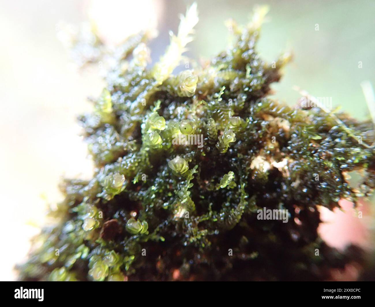 Dwarf Flapwort (Jungermannia pumila) Plantae Stock Photo - Alamy