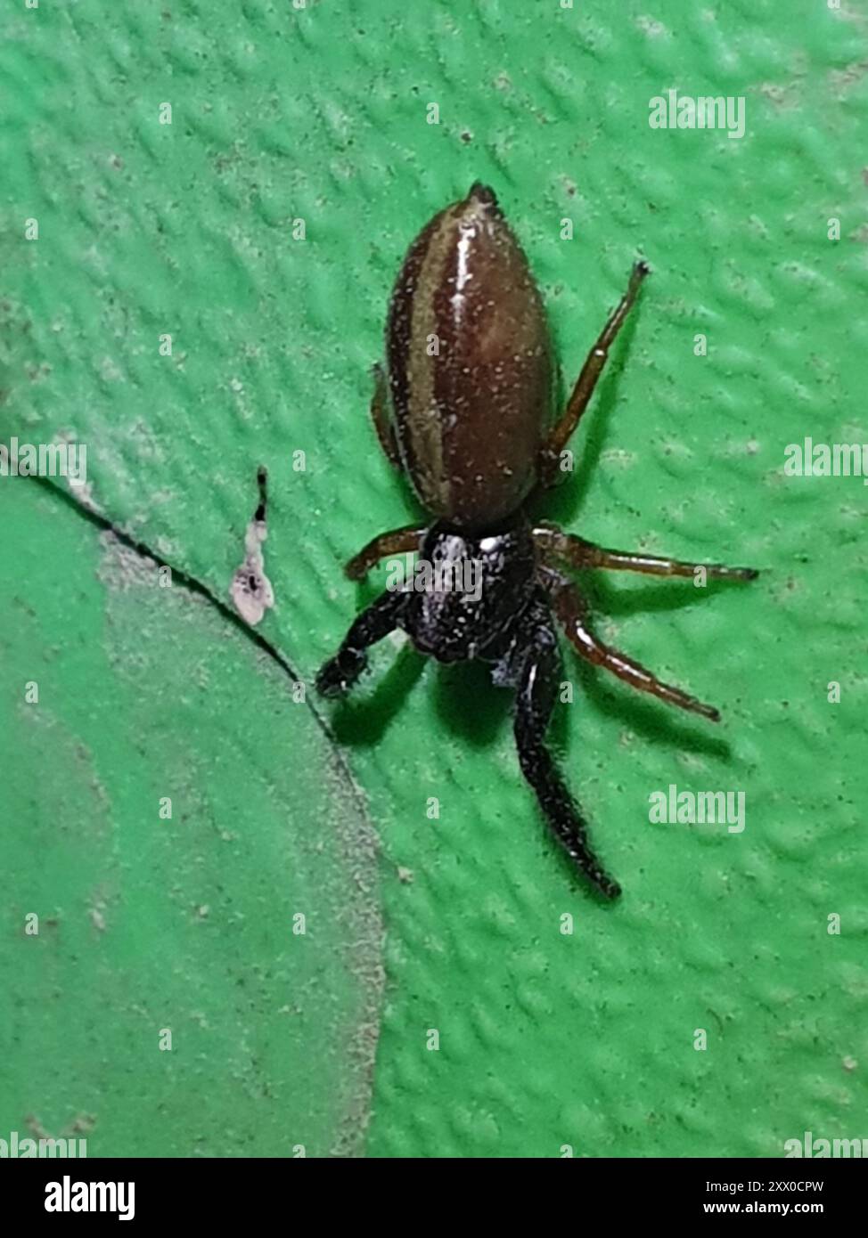 Black-headed Jumping Spider (Trite planiceps) Arachnida Stock Photo - Alamy