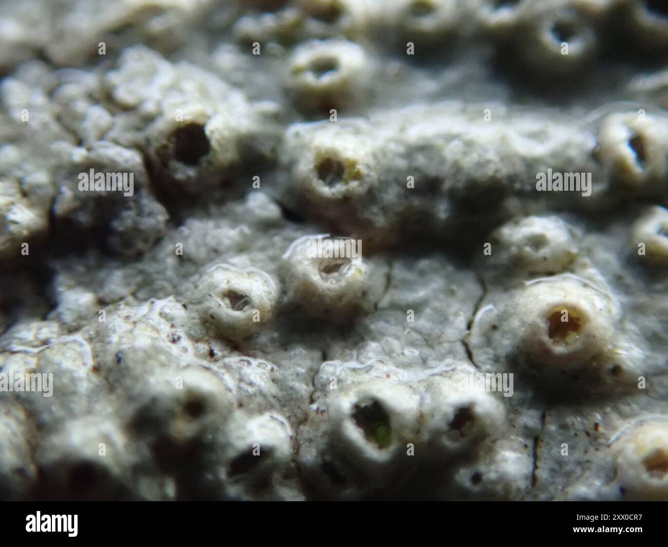 Bark Barnacles (Thelotrema lepadinum) Fungi Stock Photo - Alamy