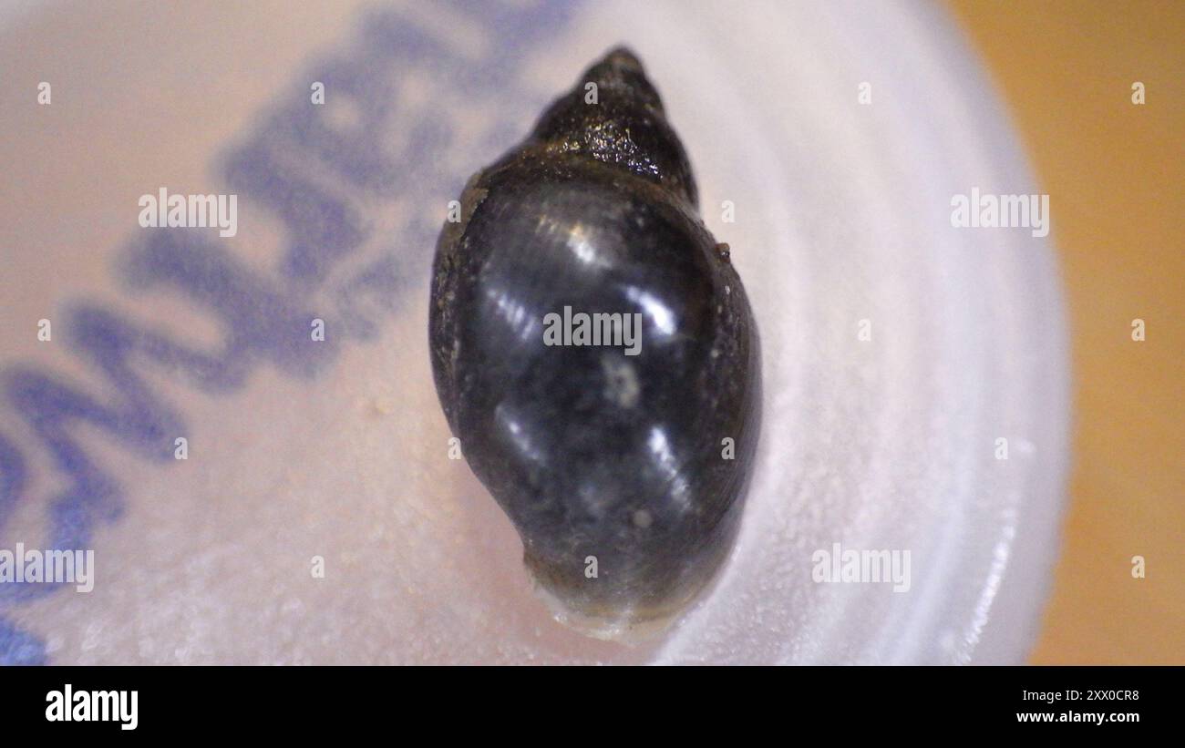 Bladder Snails (Physidae) Mollusca Stock Photo - Alamy