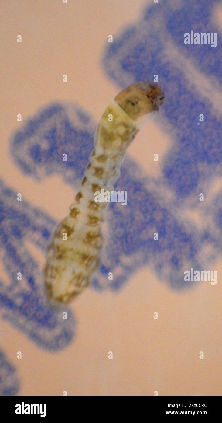 Black Flies (Simuliidae) Insecta Stock Photo - Alamy