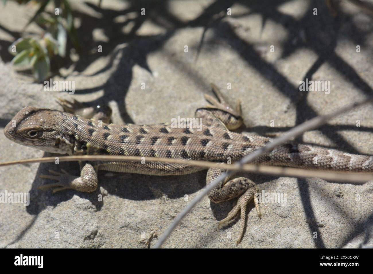 Black-faced Smooth-throated Lizard (Liolaemus melanops) Reptilia Stock ...
