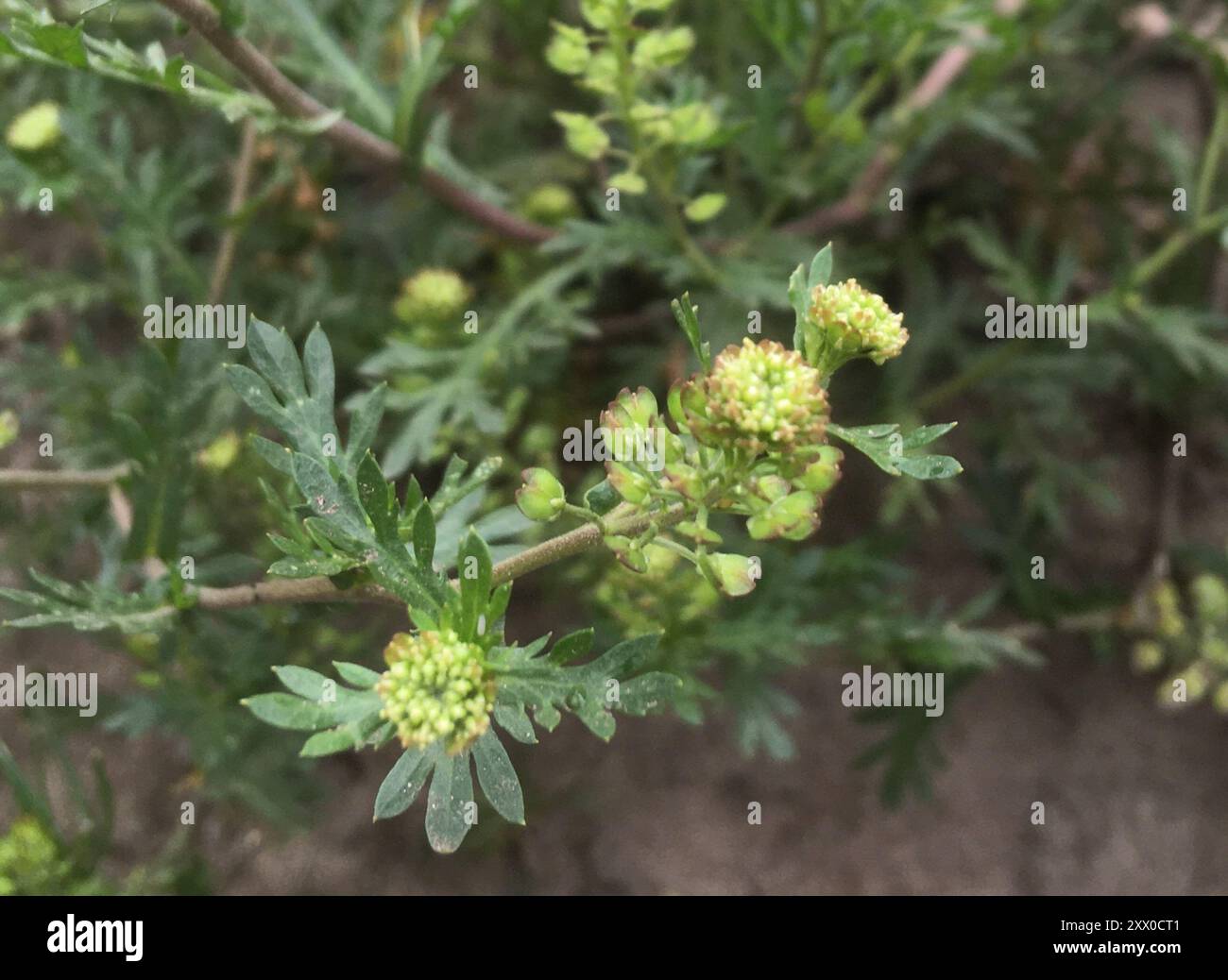 Common Cotula (Cotula australis) Plantae Stock Photo - Alamy