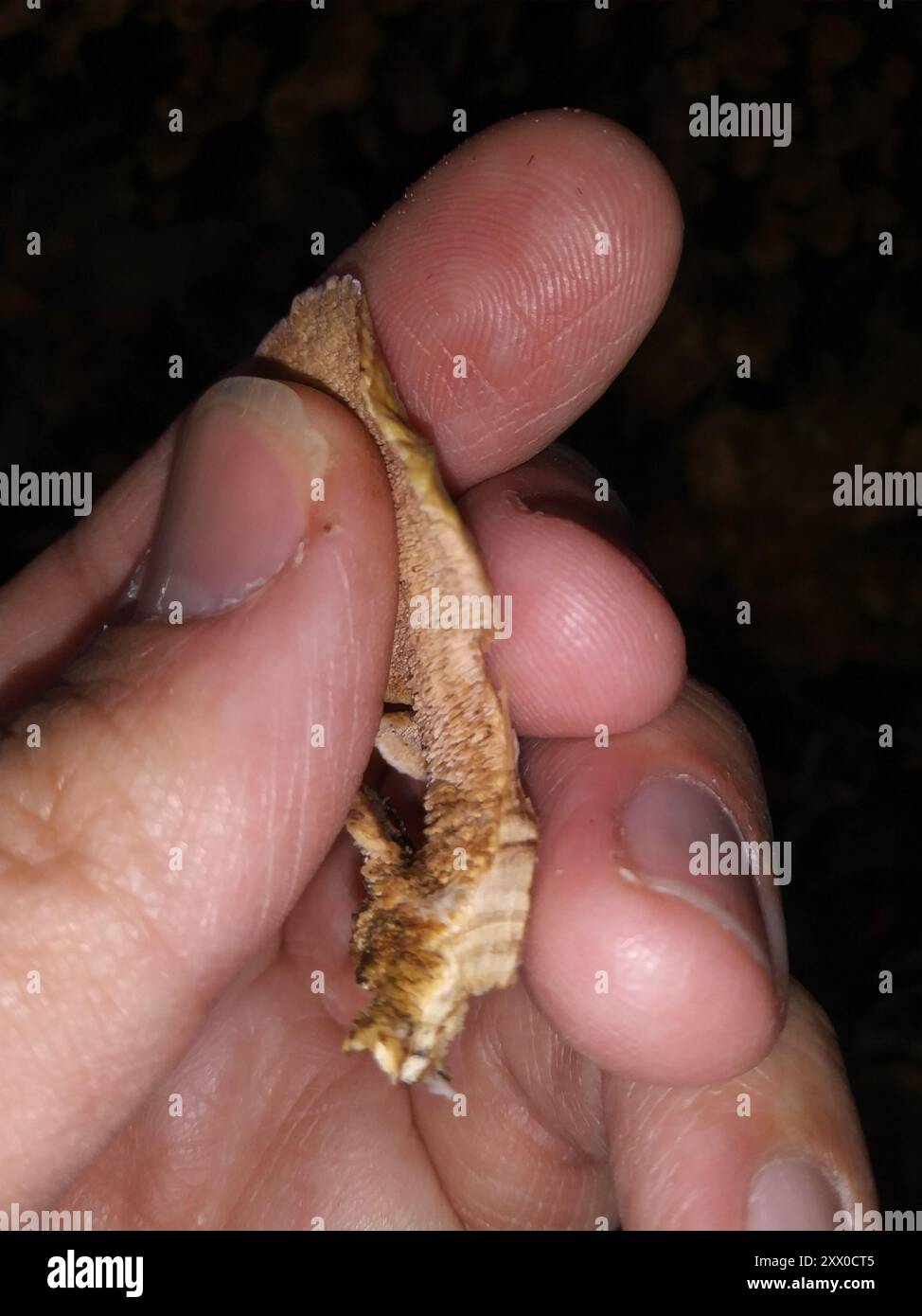 violet-toothed polypore (Trichaptum biforme) Fungi Stock Photo - Alamy