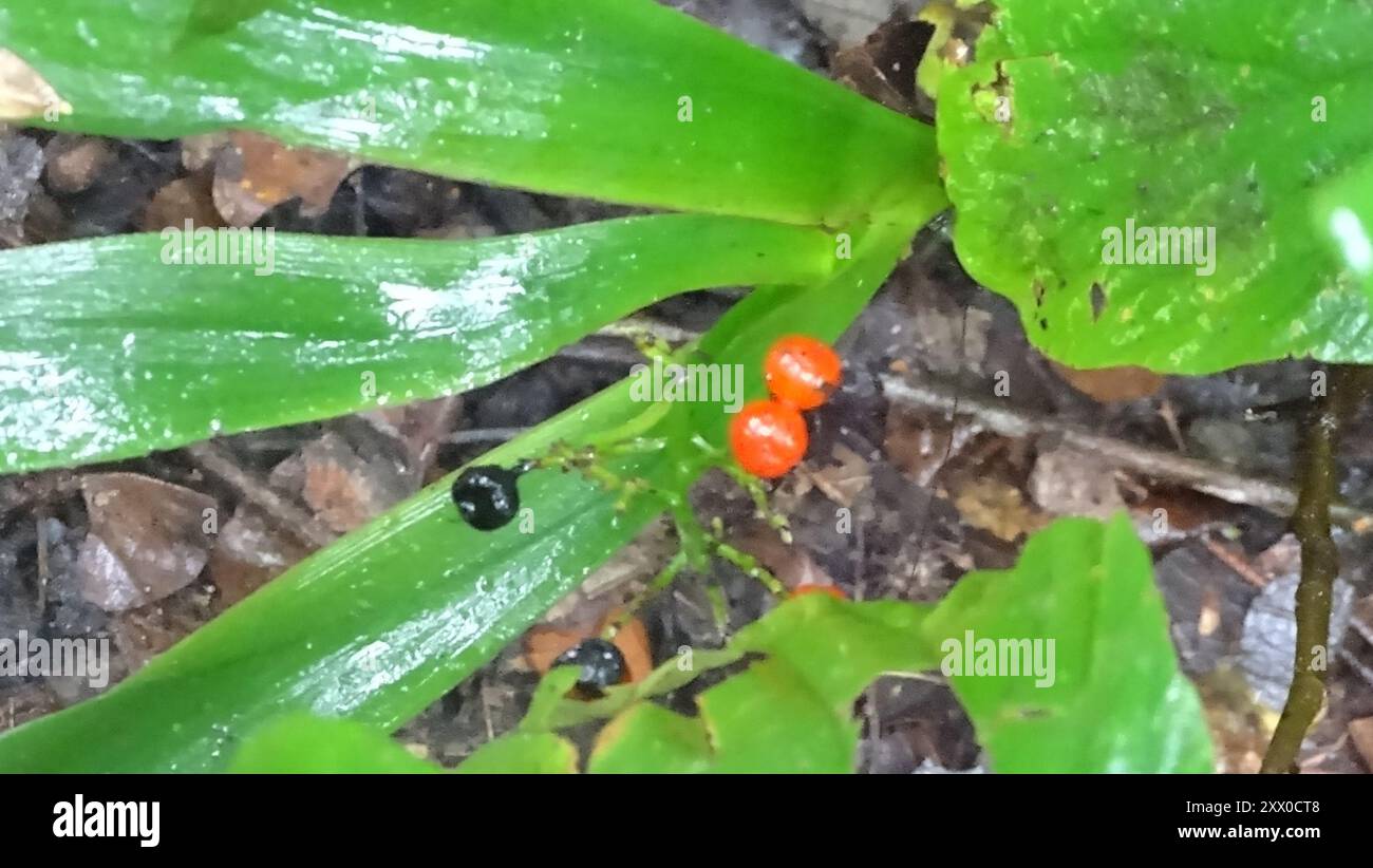 monocots (Liliopsida) Plantae Stock Photo - Alamy