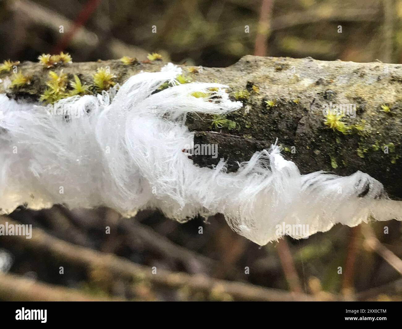 Hair Ice (Exidiopsis effusa) Fungi Stock Photo - Alamy
