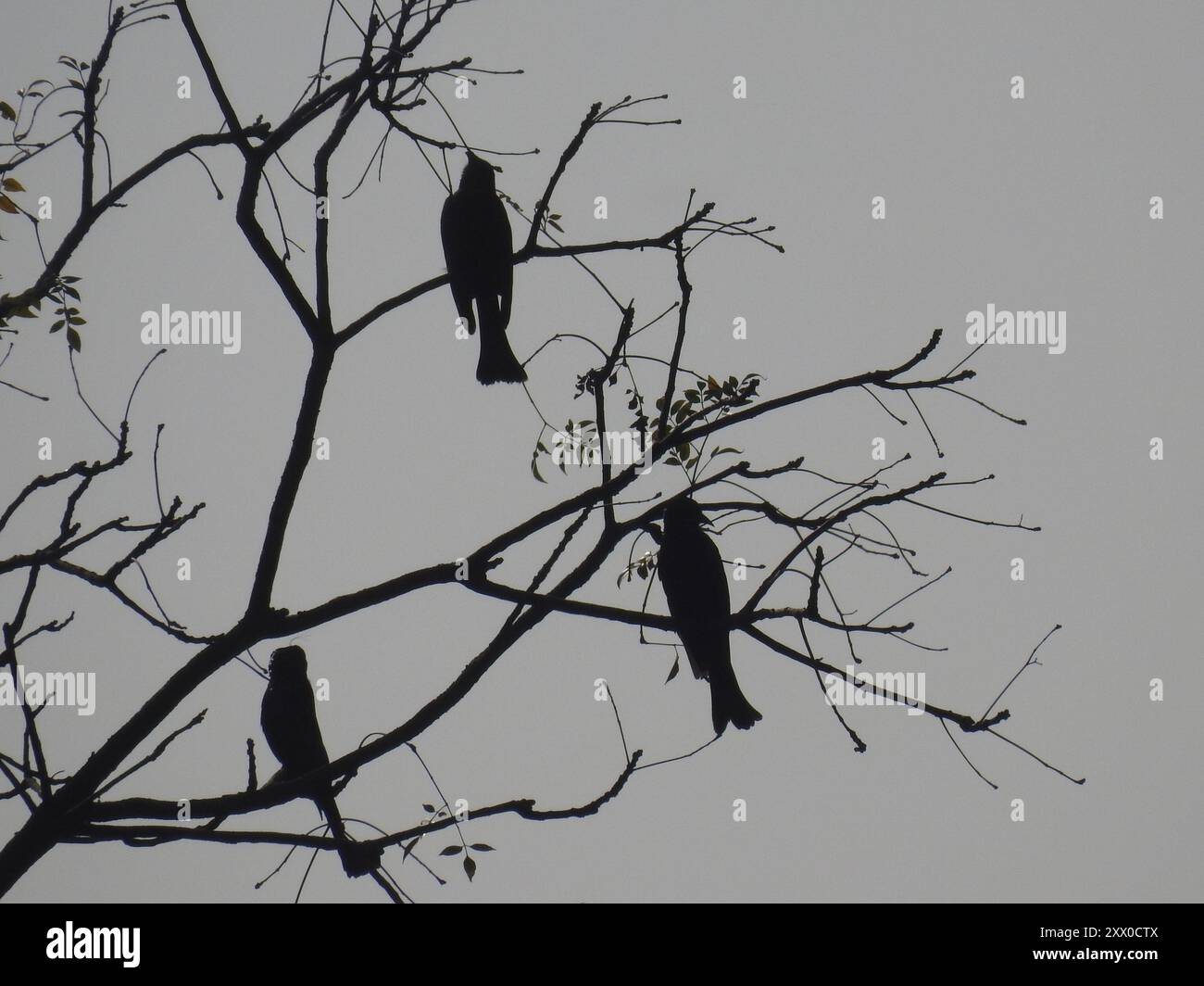 Hair-crested Drongo (Dicrurus hottentottus) Aves Stock Photo - Alamy
