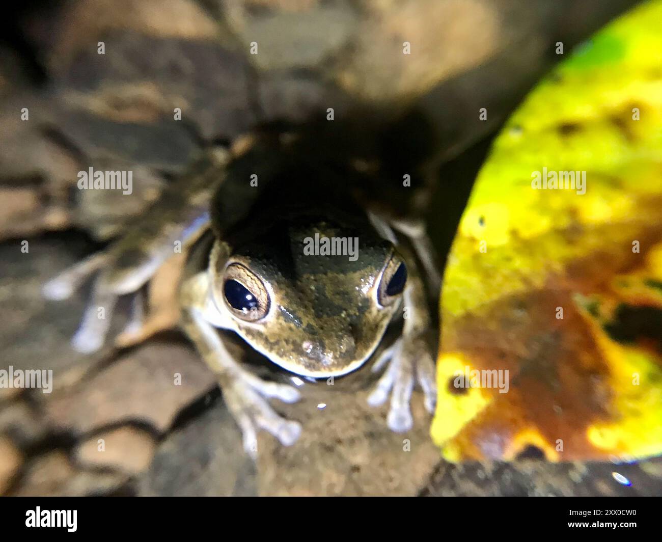 Pugnosed Tree Frog (Smilisca sila) Amphibia Stock Photo - Alamy