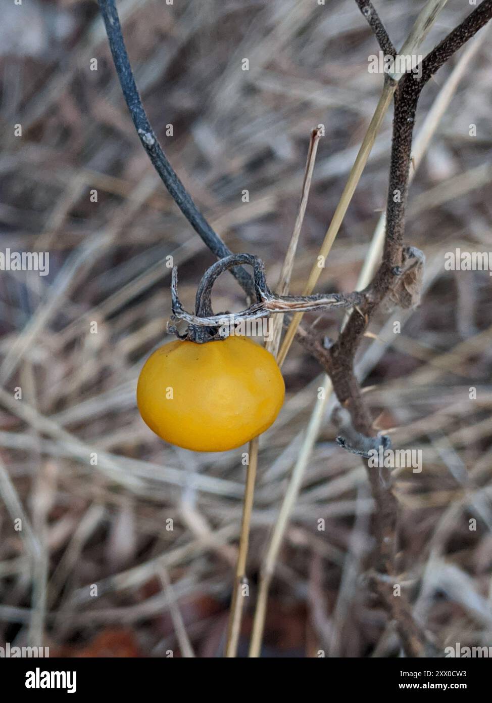 Carolina horsenettle (Solanum carolinense) Plantae Stock Photo - Alamy