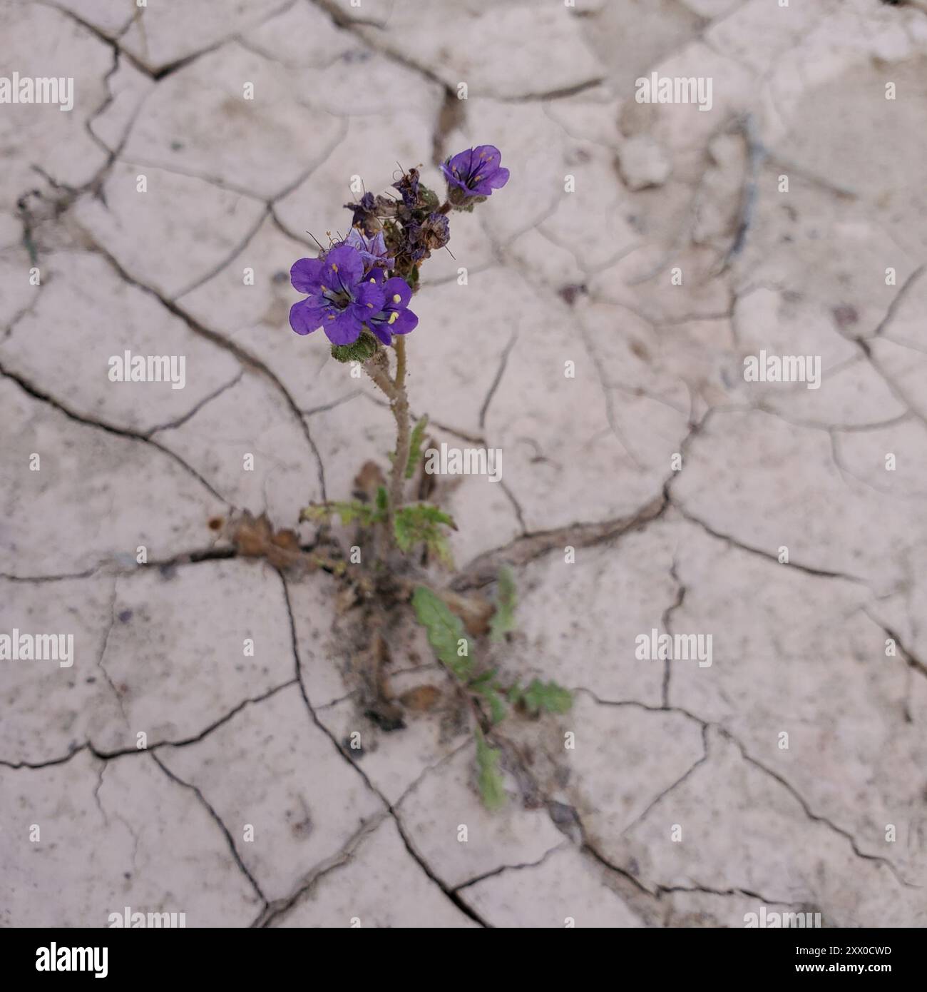 Notch-leaf Scorpionweed (Phacelia crenulata) Plantae Stock Photo - Alamy