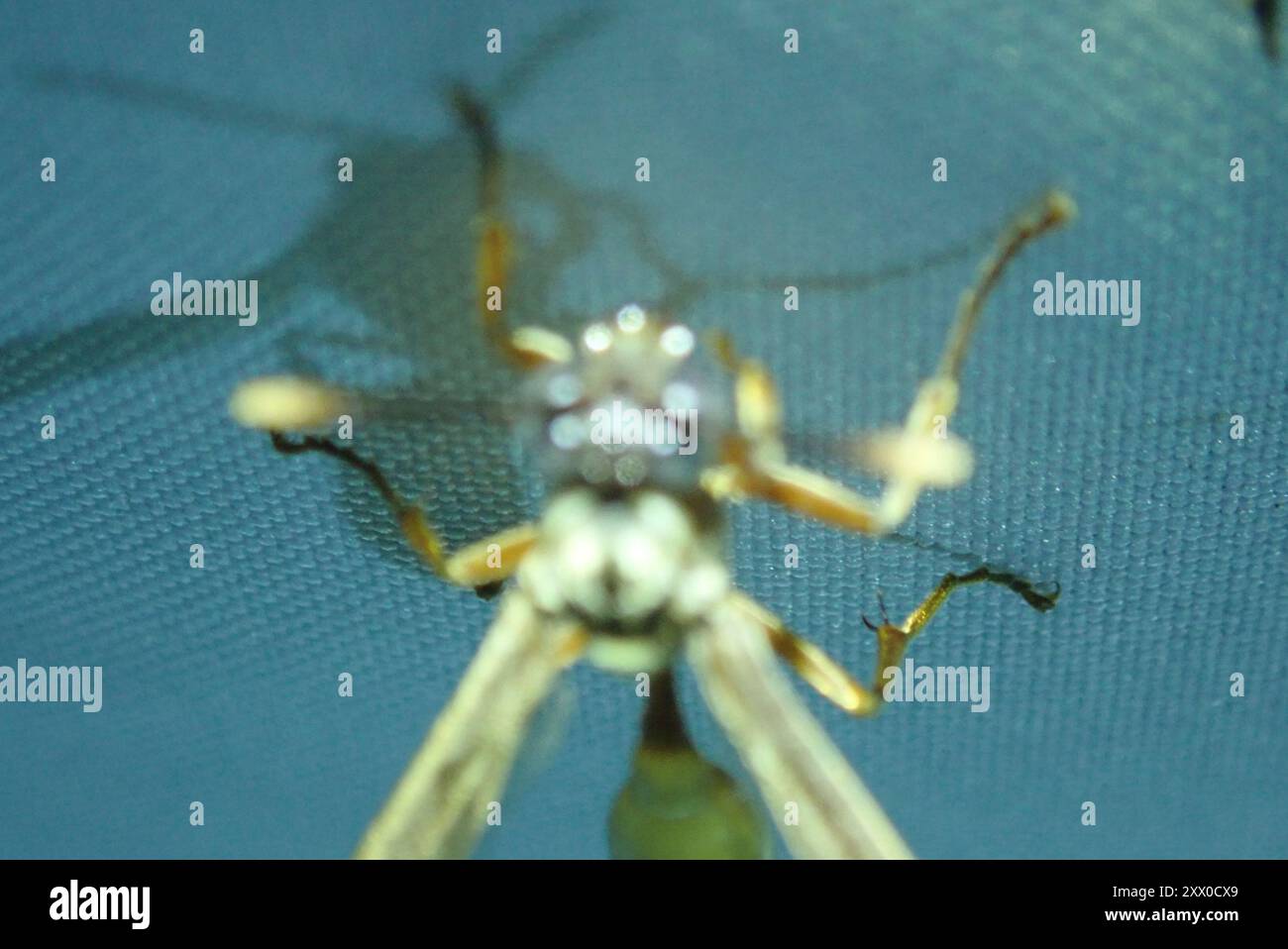 Central American Paper Wasp (Apoica pallens) Insecta Stock Photo - Alamy