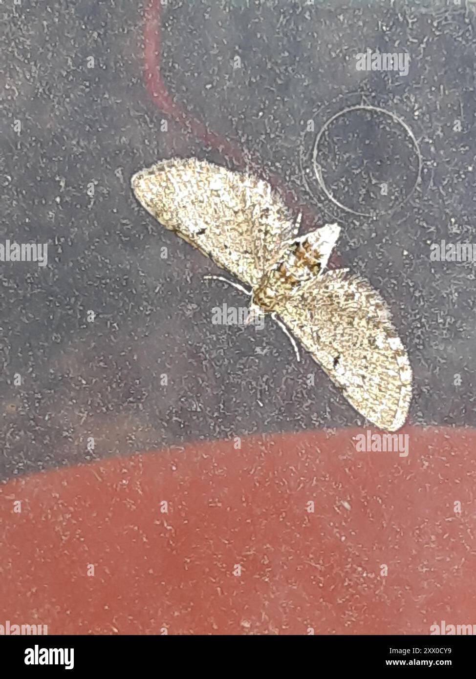 Common Eupithecia Moth (Eupithecia miserulata) Insecta Stock Photo - Alamy