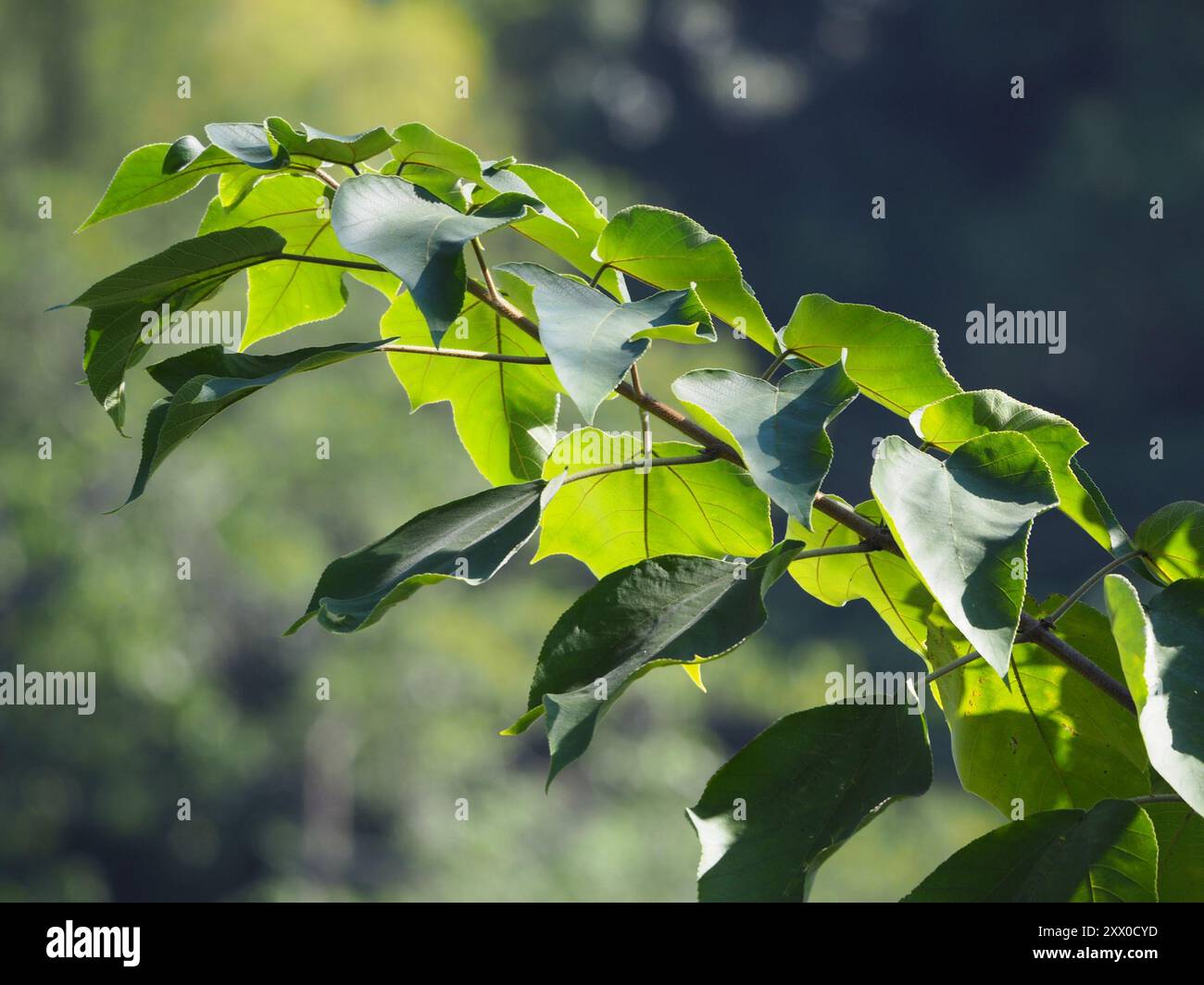 Paper mulberry (Broussonetia papyrifera) Plantae Stock Photo - Alamy