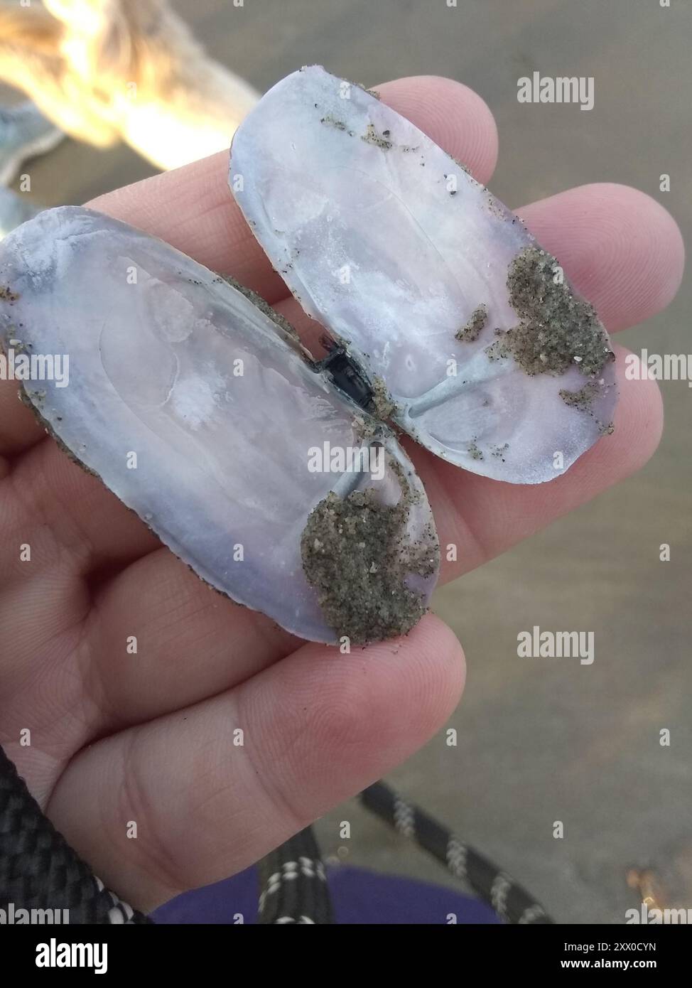 Atlantic Razor (Siliqua costata) Mollusca Stock Photo - Alamy