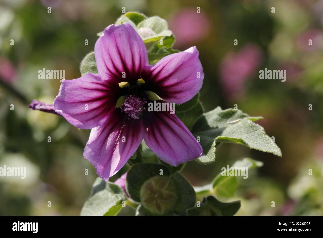 Tree Mallow (Malva arborea) Plantae Stock Photo - Alamy