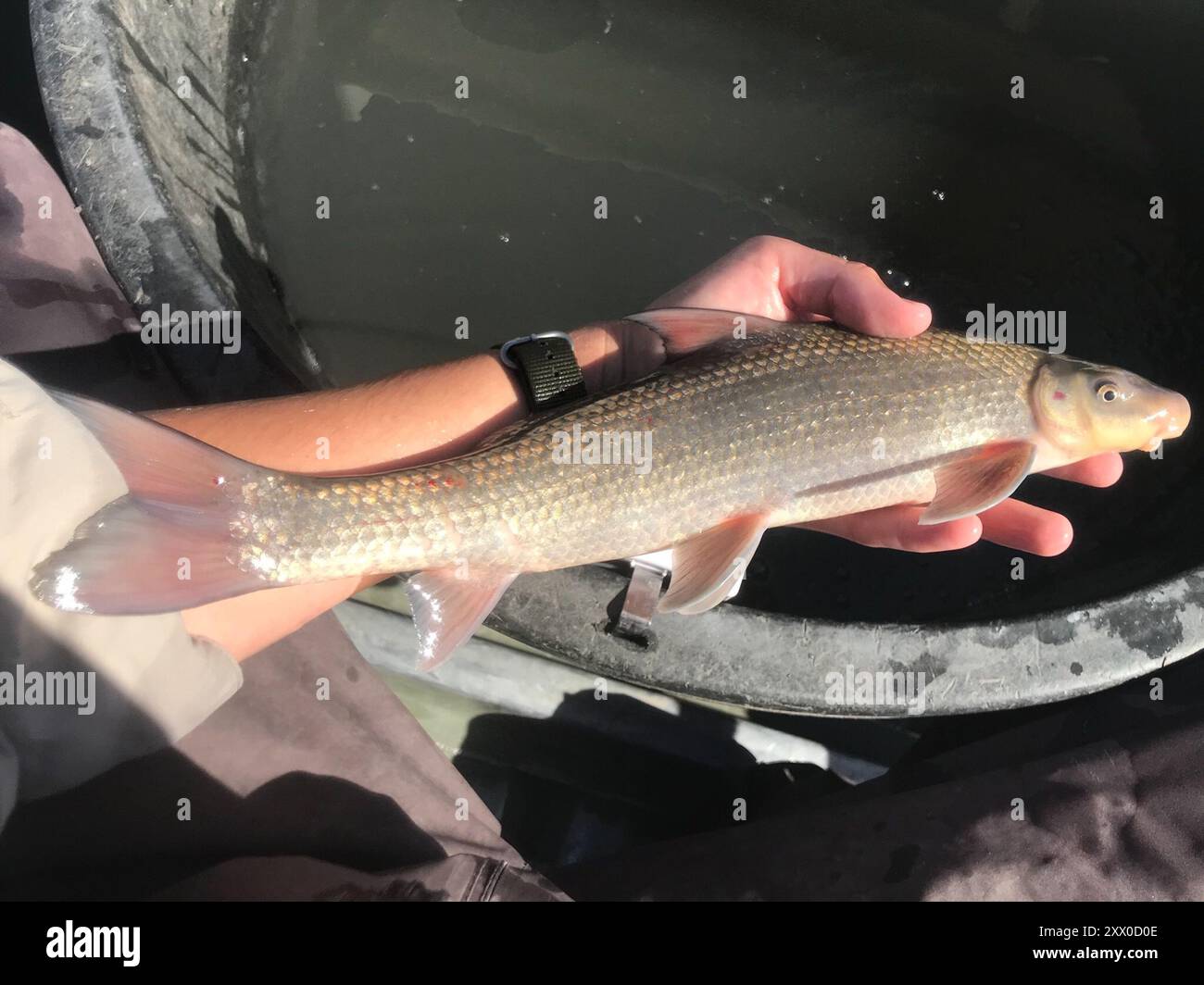 Blue Sucker (Cycleptus elongatus) Actinopterygii Stock Photo - Alamy