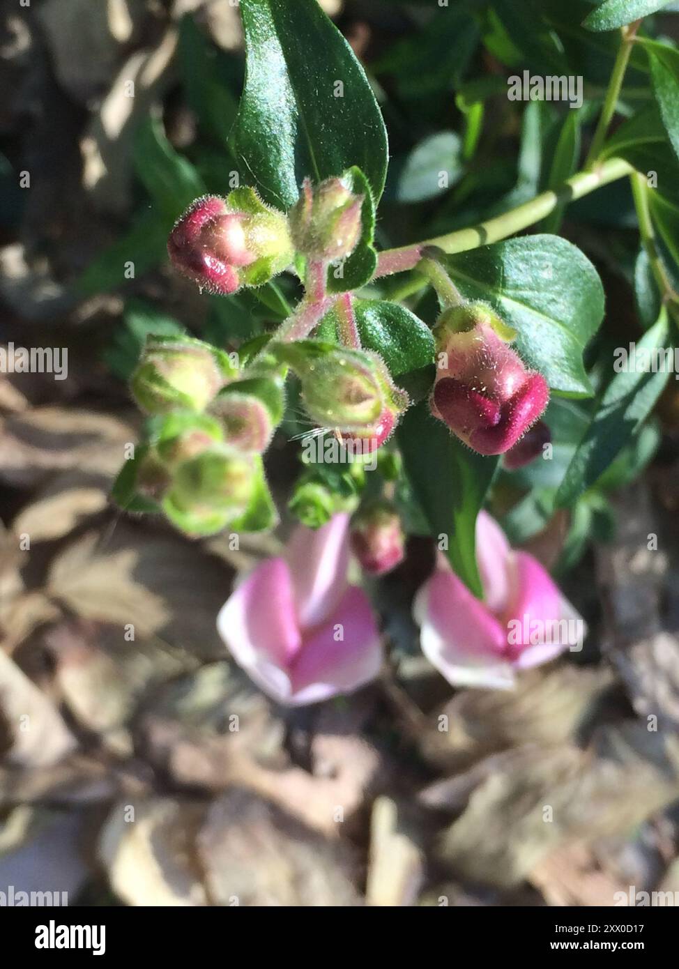 Snapdragon Complex (Antirrhinum majus) Plantae Stock Photo - Alamy
